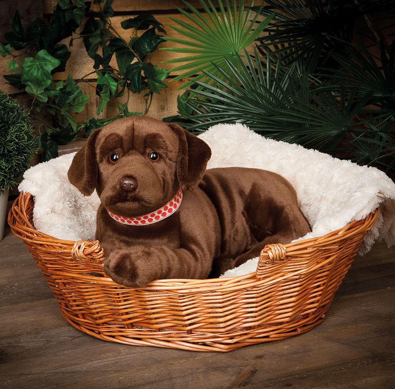 Giant Chocolate Lab